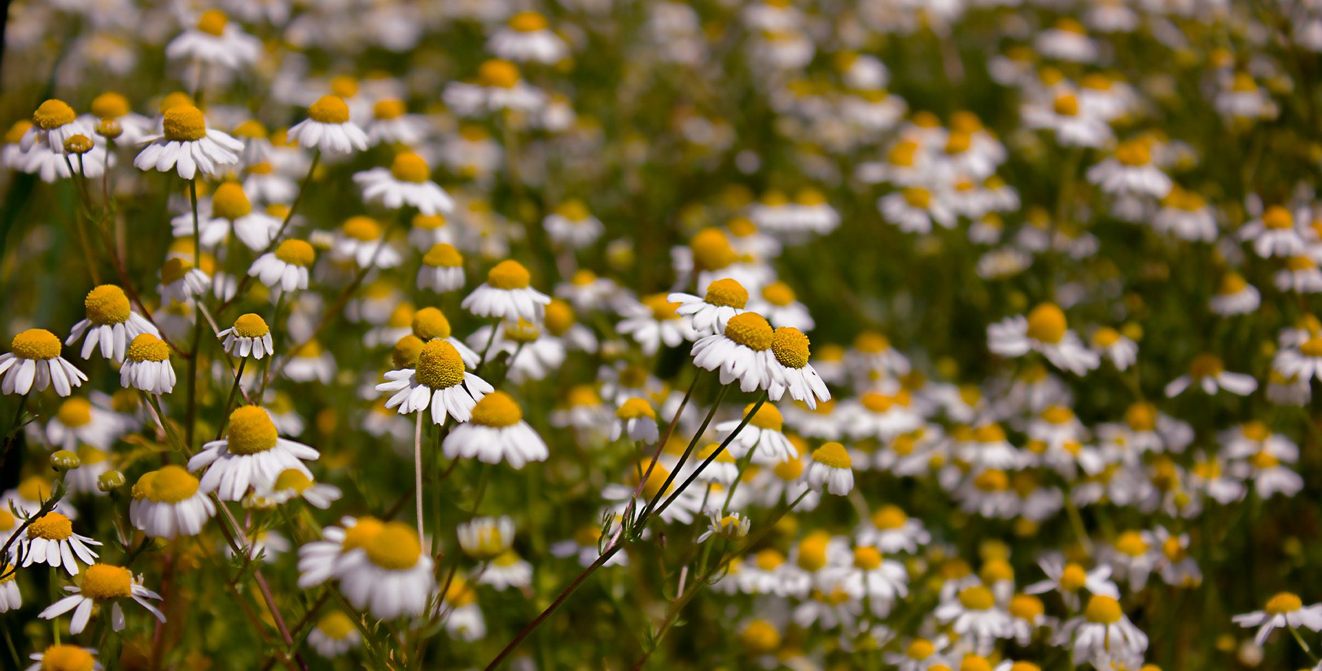Calmantes naturais: 8 ativos e nutrientes para relaxar